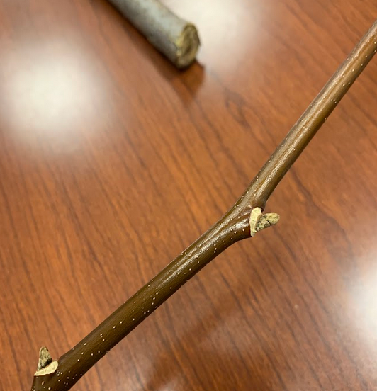 Winter twig & bud ID workshop 1.26.2024 – Arrowhead Native Plant Explorers