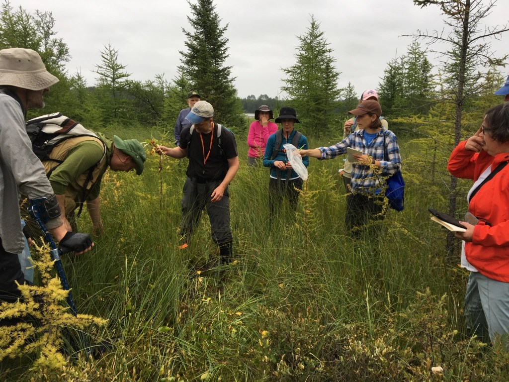 Native Plant Forays – Arrowhead Native Plant Explorers