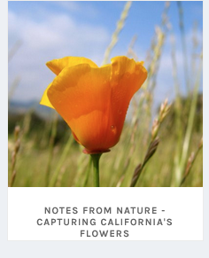 Opportunities – Arrowhead Native Plant Explorers