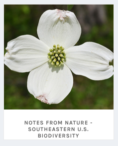 Opportunities – Arrowhead Native Plant Explorers