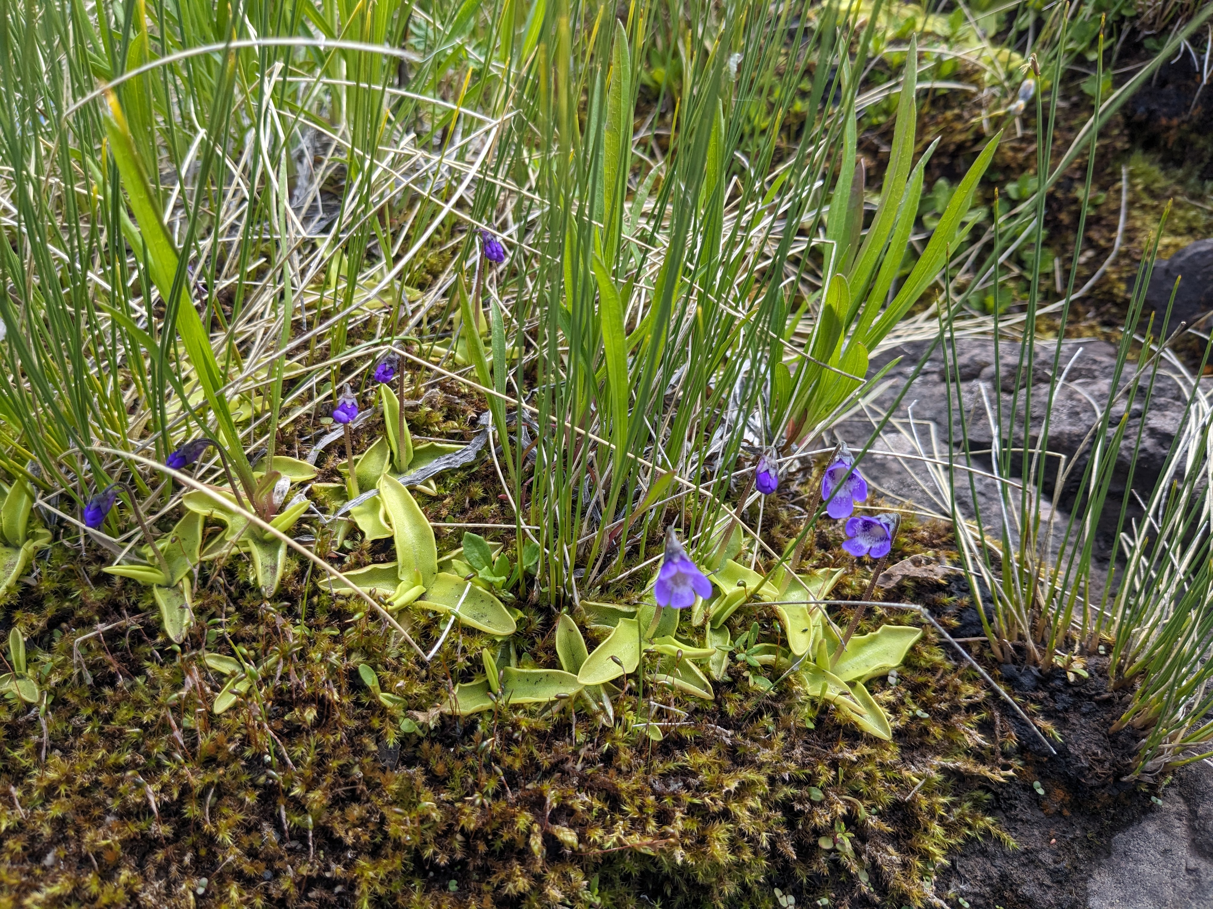Lake Superior Rocky Shoreline Vegetation 6.01.24 – Arrowhead Native ...