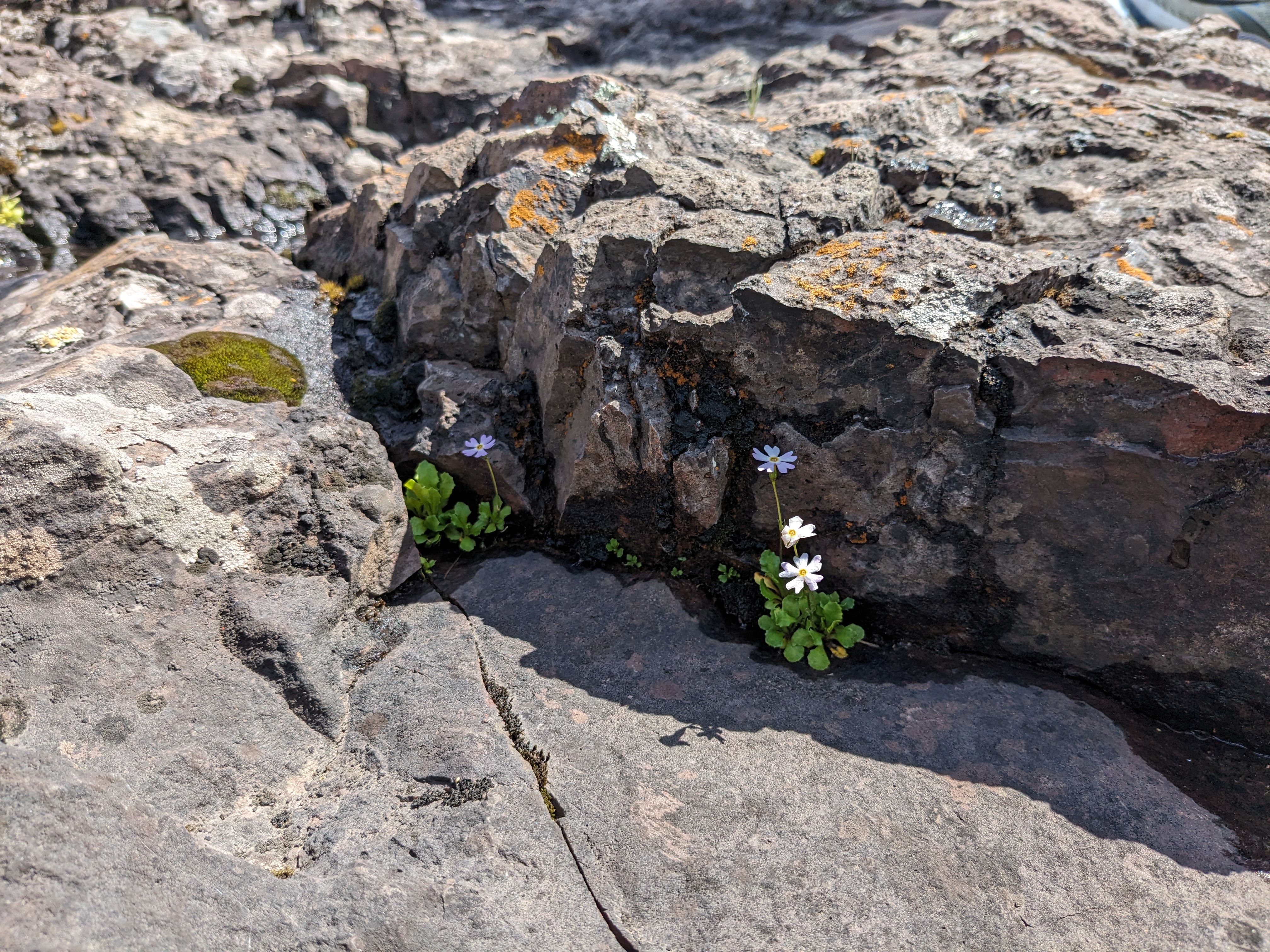 Lake Superior Rocky Shoreline Vegetation 6.01.24 – Arrowhead Native ...