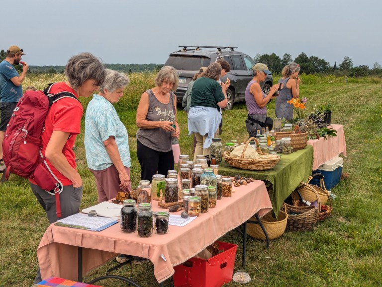 Foraging Hike at the UMD Land Lab 7.31.24 – Arrowhead Native Plant ...