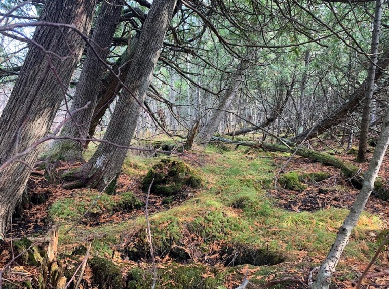 Discovering the Icelandite SNA 11.21.2024 – Arrowhead Native Plant ...