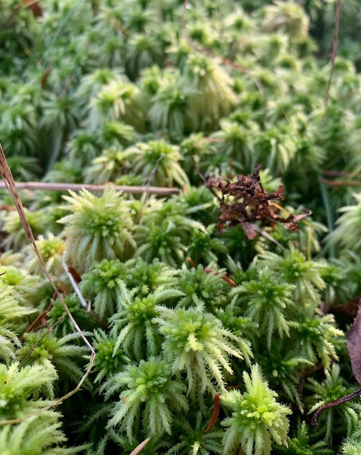 Discovering the Icelandite SNA 11.21.2024 – Arrowhead Native Plant ...