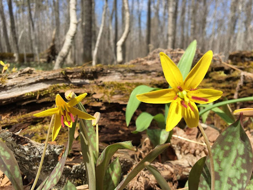 Spring Ephemerals 101 – 4.15.2025 – Arrowhead Native Plant Explorers