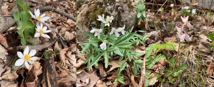 Spring Ephemerals 101 – 4.15.2025 – Arrowhead Native Plant Explorers