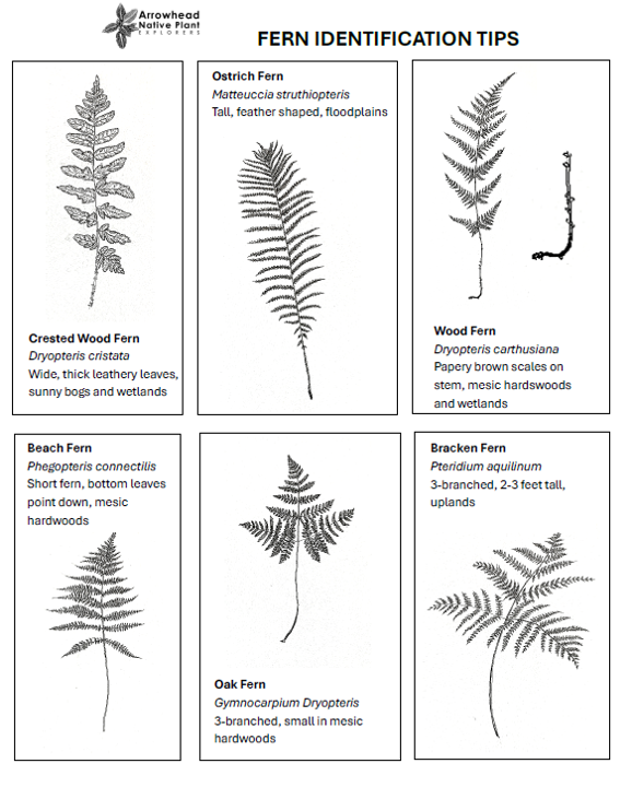 Resources – Arrowhead Native Plant Explorers