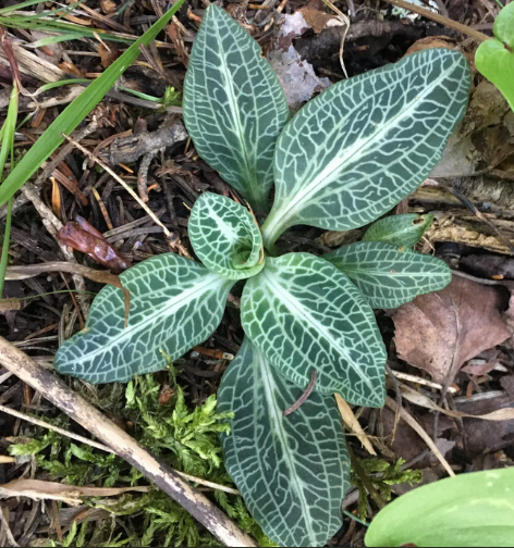 Plant of the Month – Arrowhead Native Plant Explorers