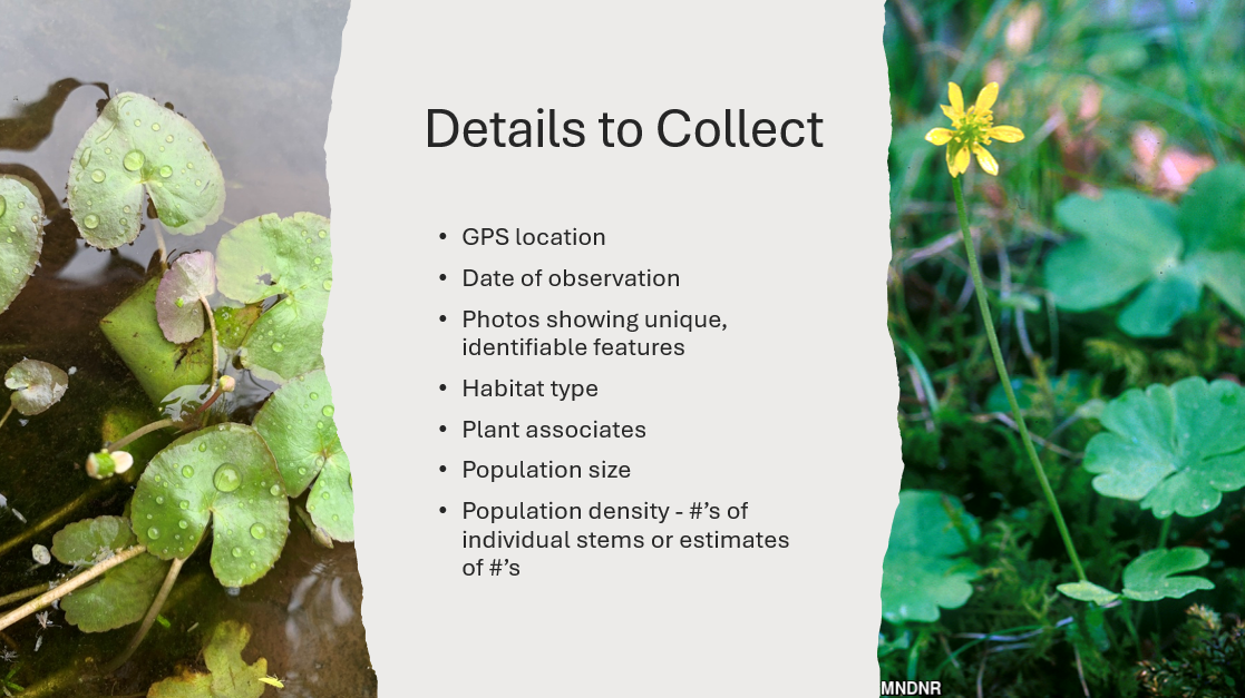 Rare plants of the Arrowhead Region 1.20.2026 – Arrowhead Native Plant ...