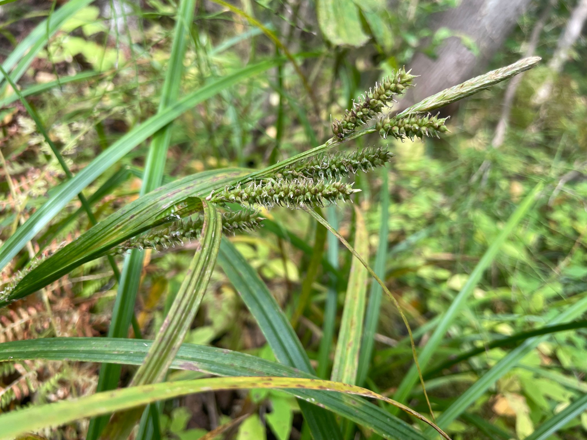 Rare plants of the Arrowhead Region 1.20.2026 – Arrowhead Native Plant ...